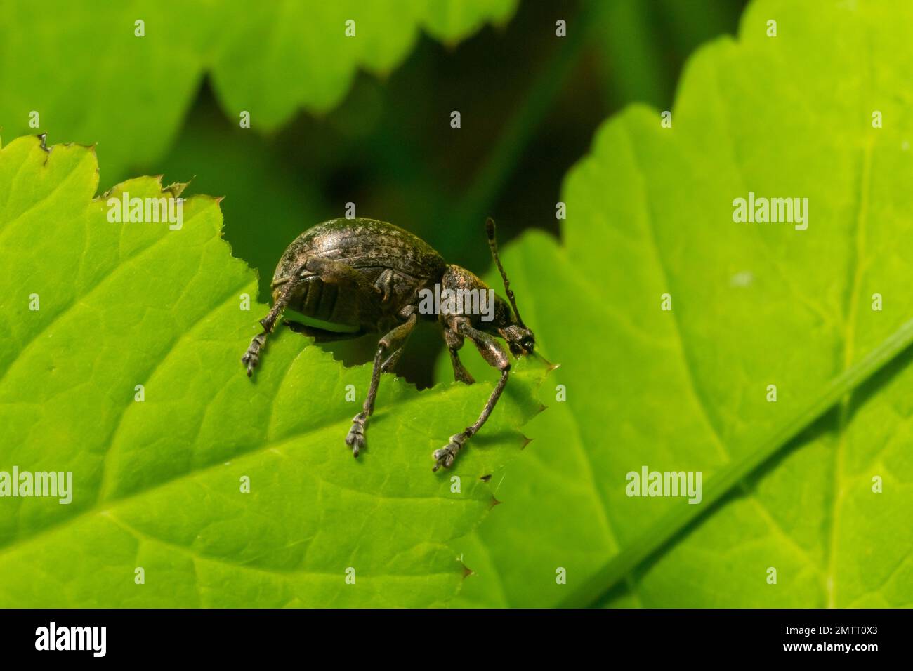 Vine weevil leaf hi-res stock photography and images - Alamy