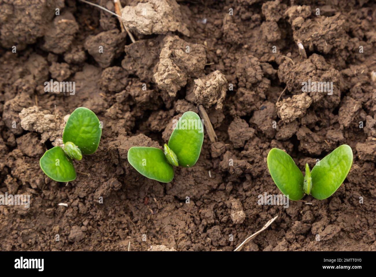 Soybean plant leaf close-up in a field of young plants. Young crops of ...