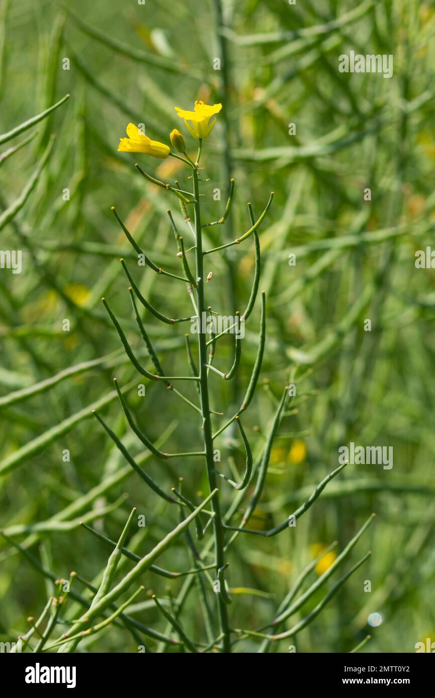 Rapeseeds flowering field. Blooming canola flowers close up. yellow ...