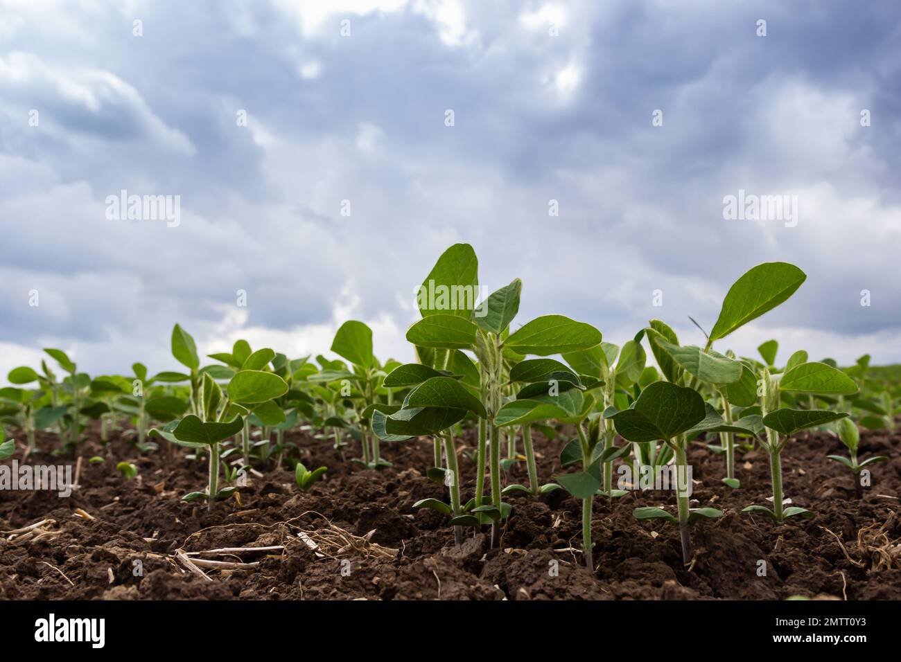 Soybean plant leaf close-up in a field of young plants. Young crops of ...