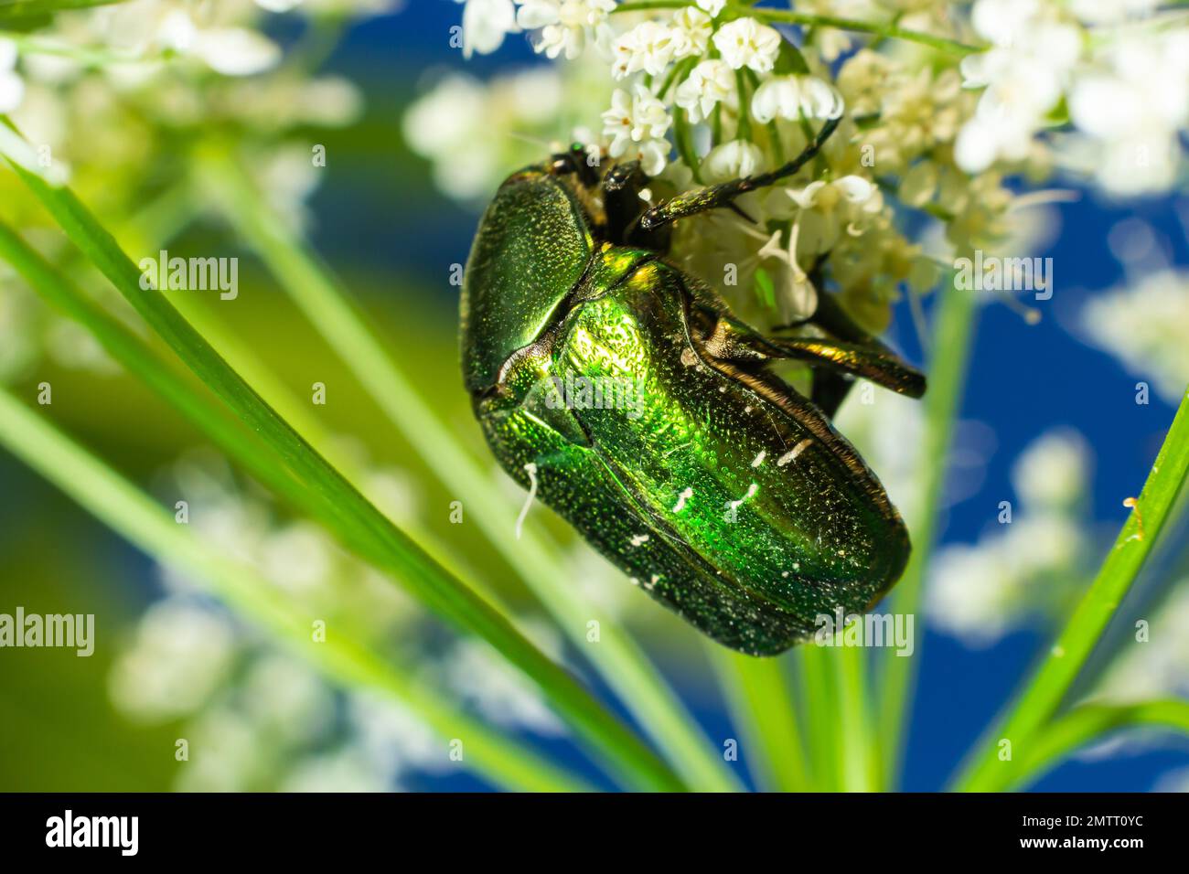 Copper beetle hi-res stock photography and images - Alamy