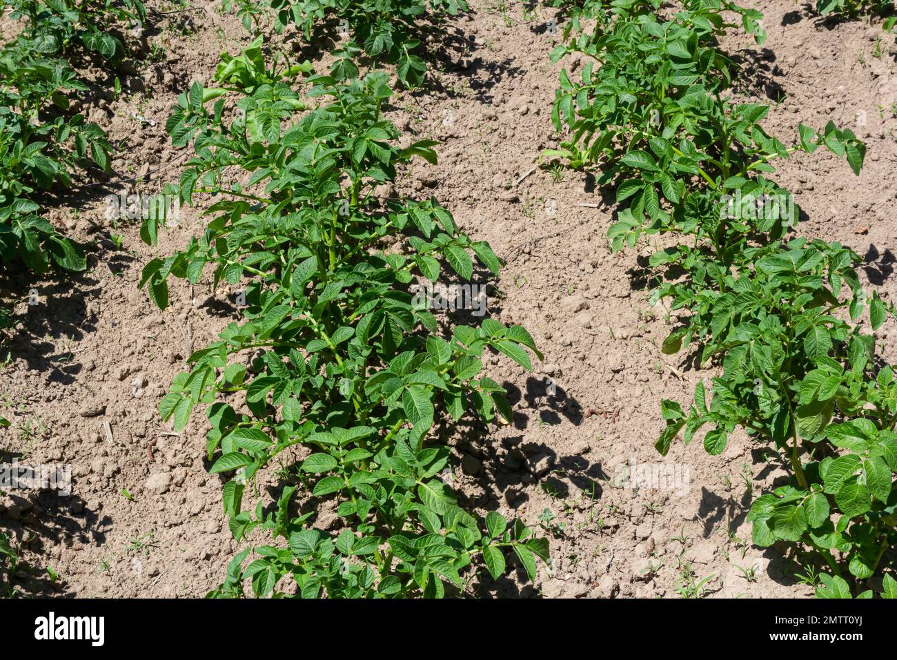 Potato, Solanum tuberosum, plantation. Crop planted at agriculture field Stock Photo - Alamy