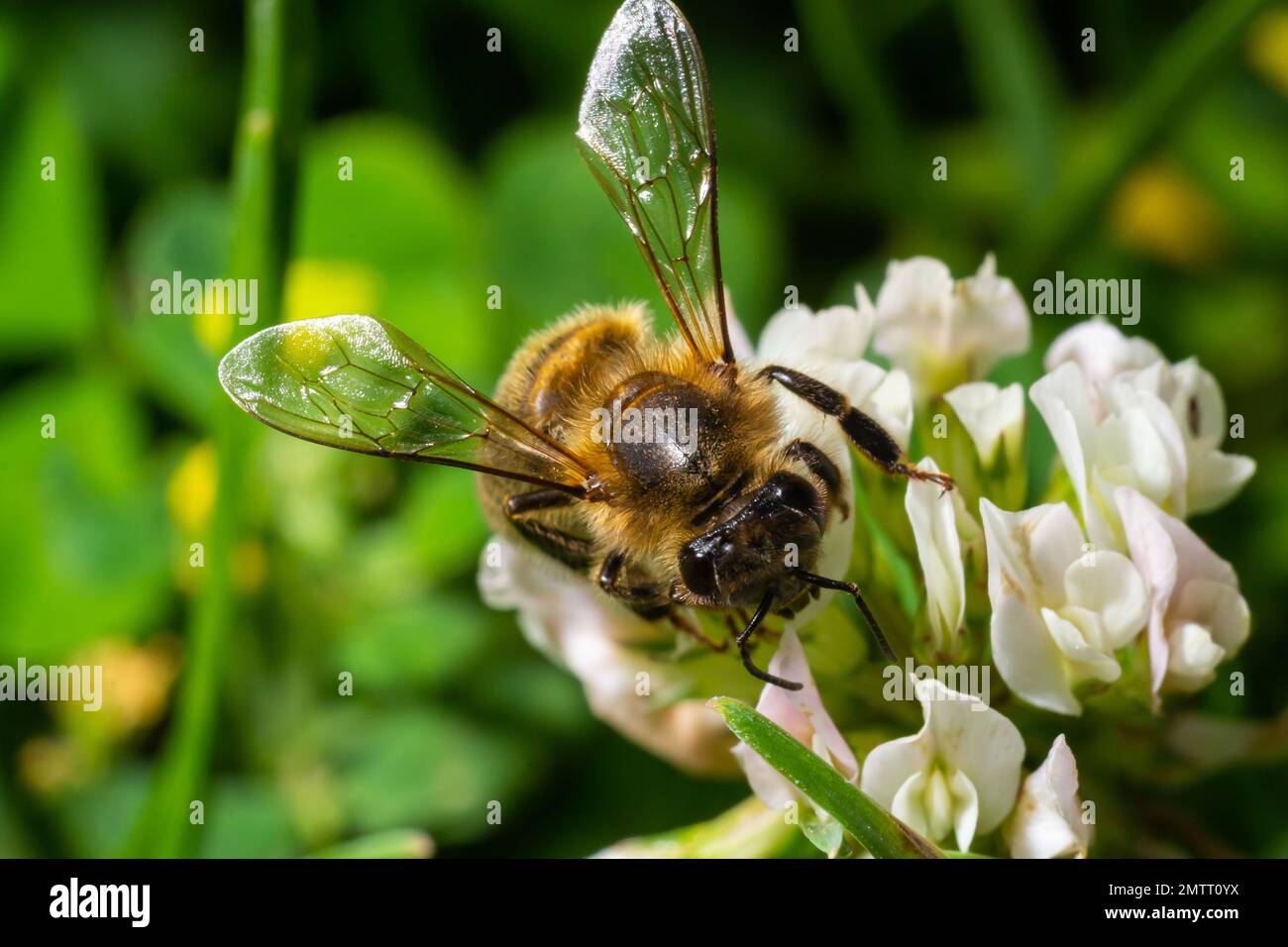 bee or honeybee on white clover flower, honey bee is in latin apis ...