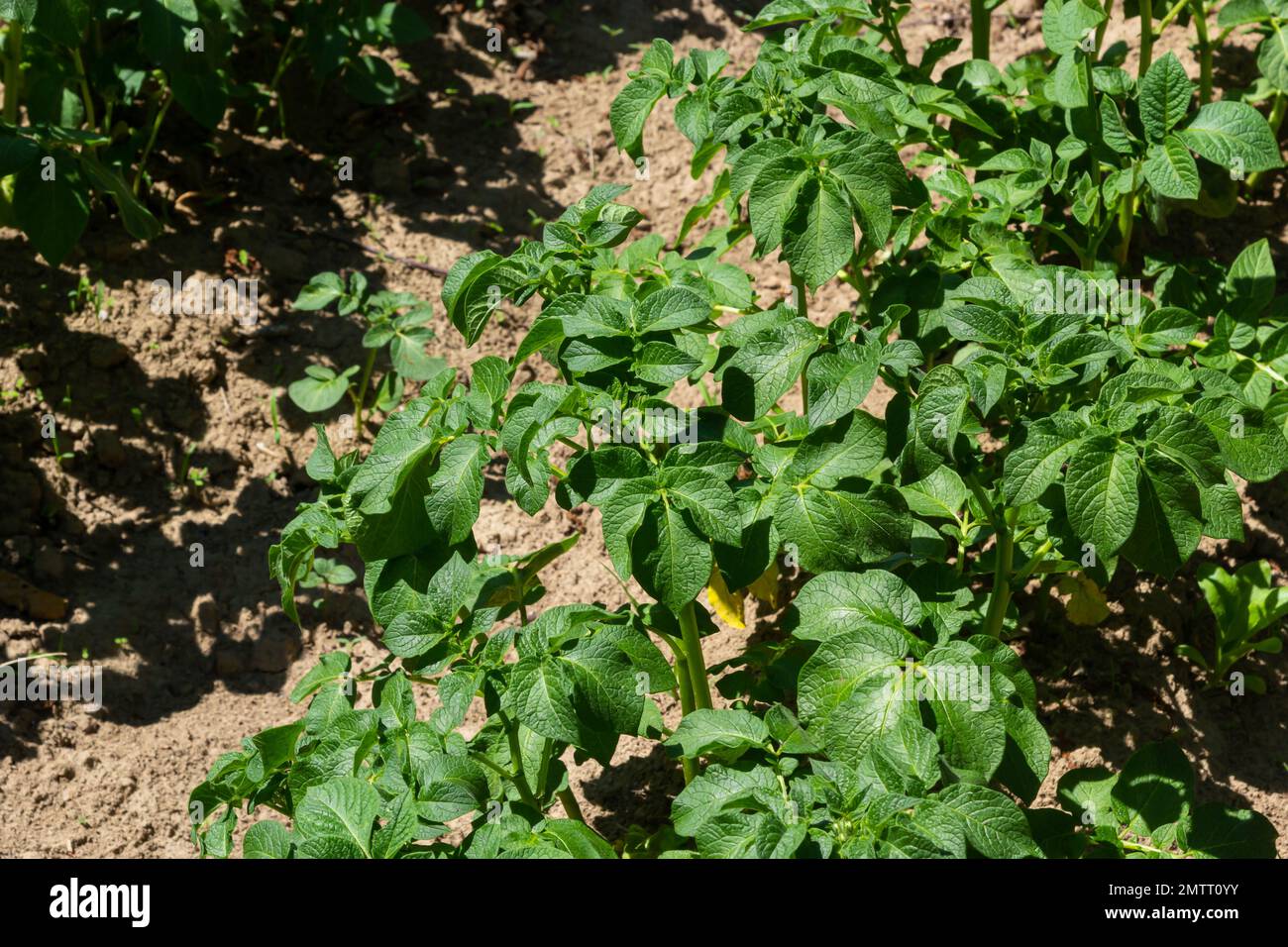 Potato field on a sunny summer day. Agriculture, cultivation of ...