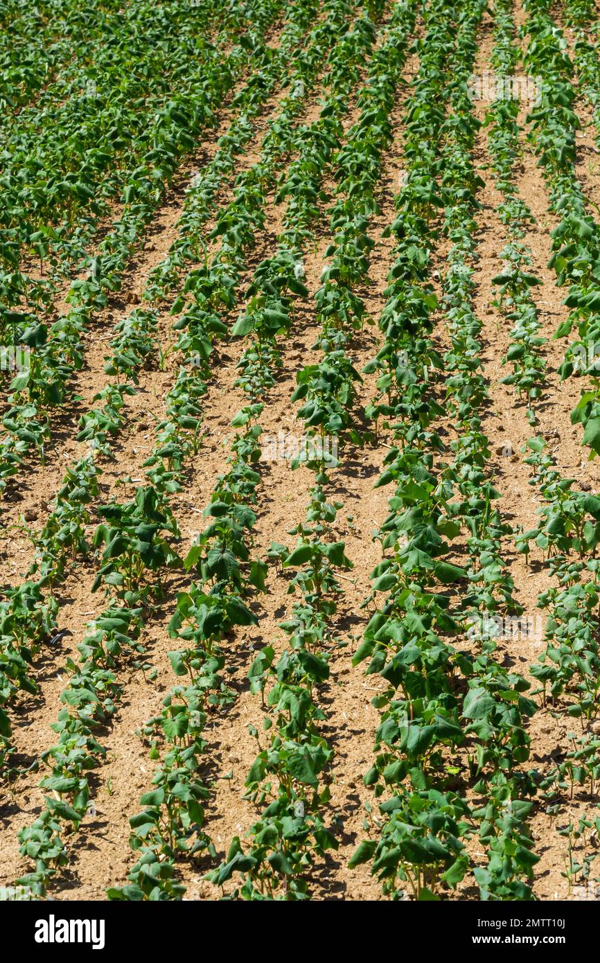 Field of sprout buckwheat on background of sky. Buckwheat, Fagopyrum ...