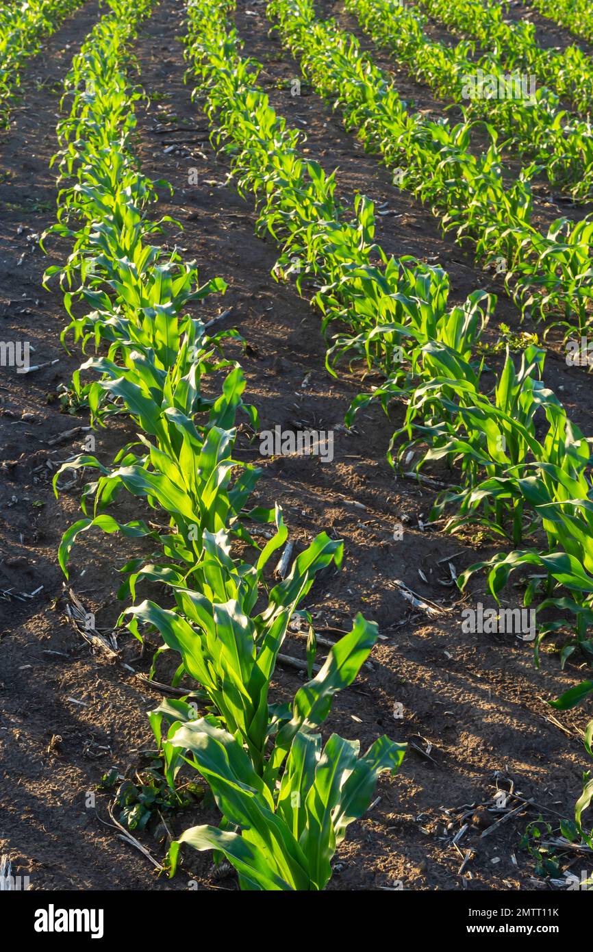Rows of corn sprouts beginning to grow. Young corn seedlings growing in ...