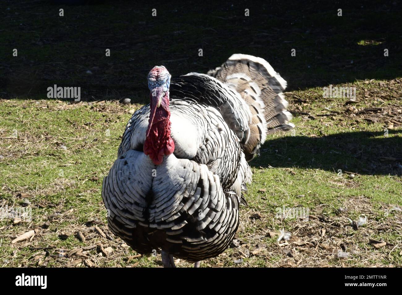 Angry tom turkey hi-res stock photography and images - Alamy