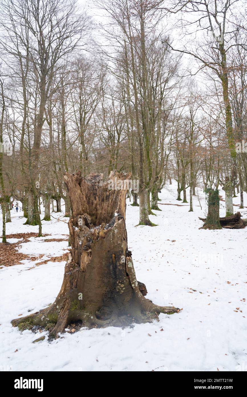 landscape view of a forest covered ins snow in winter in Urkiola ...