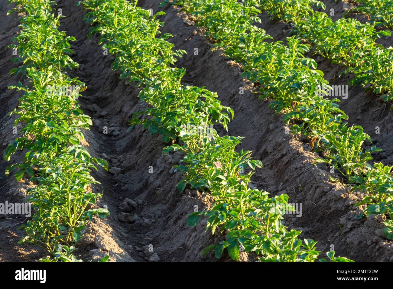 Potato, Solanum tuberosum, plantation. Crop planted at agriculture field Stock Photo - Alamy