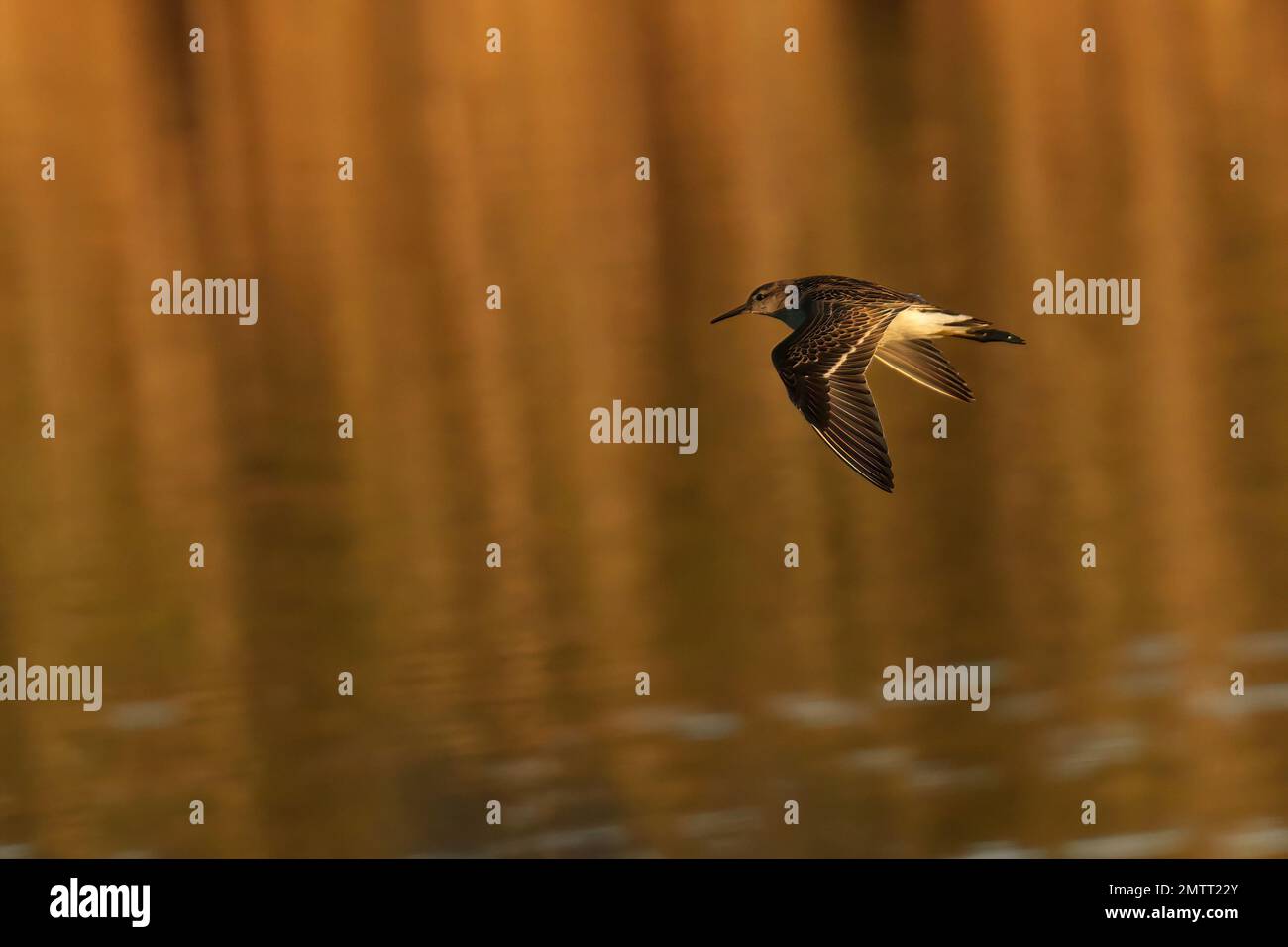 A dunlin during flight over water Stock Photo - Alamy