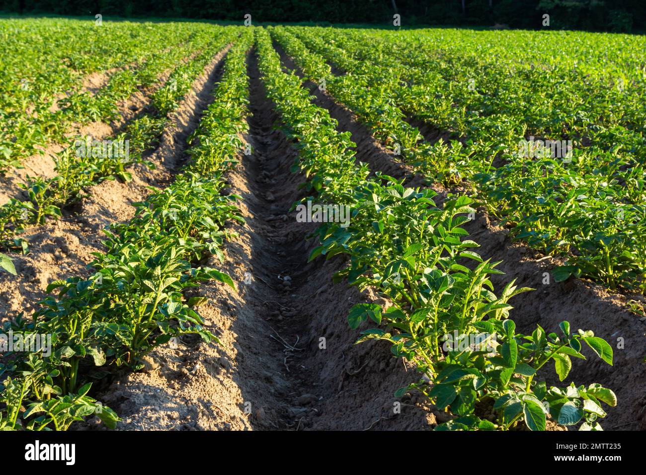 Potato, Solanum tuberosum, plantation. Crop planted at agriculture field Stock Photo - Alamy