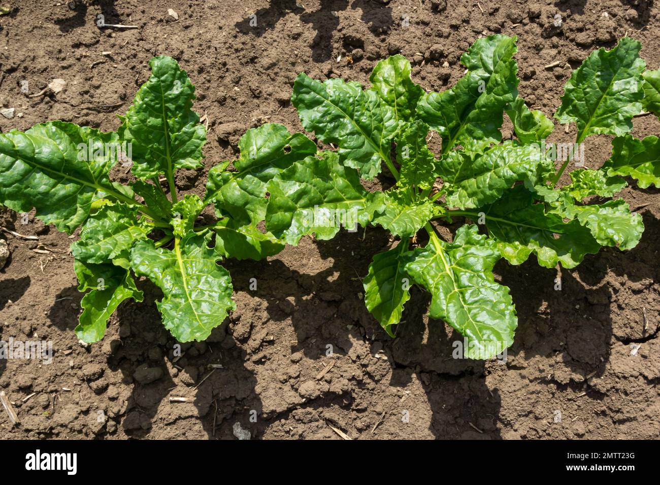 Agricultural scenery of of sweet sugar beet field. Sugar beets are ...