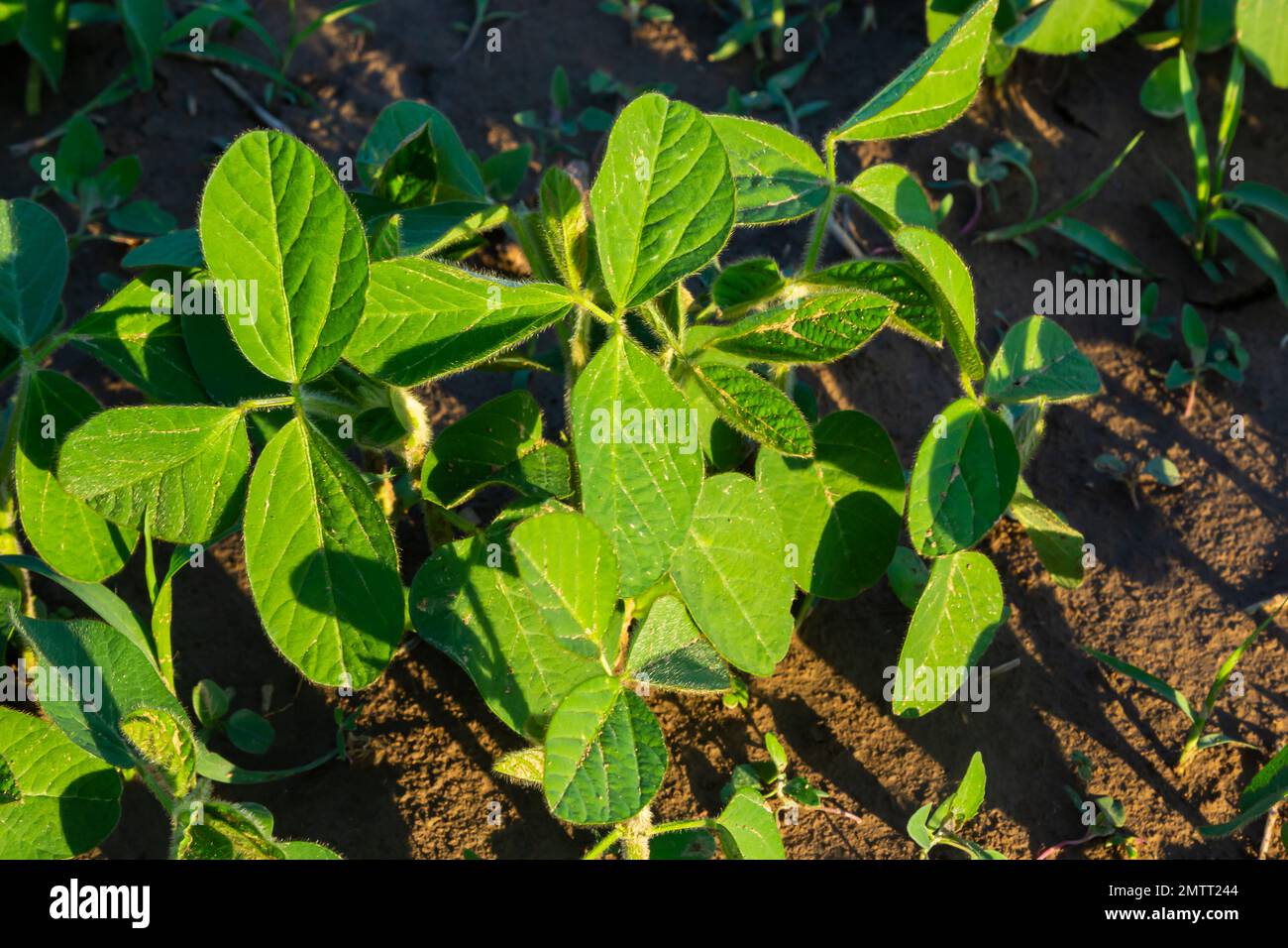 Fresh green soy plants on the field in spring. Rows of young soybean ...