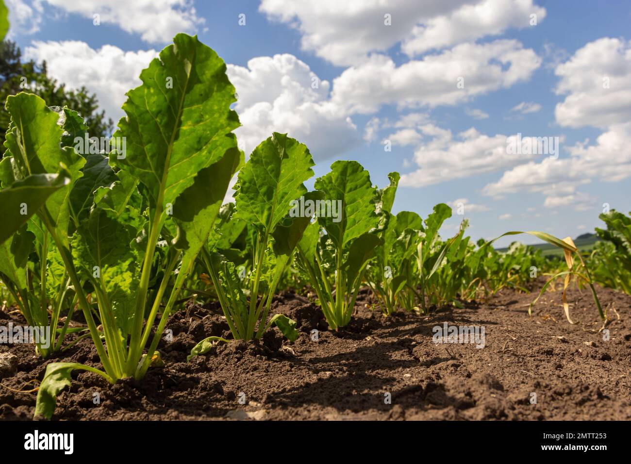 Agricultural scenery of of sweet sugar beet field. Sugar beets are ...