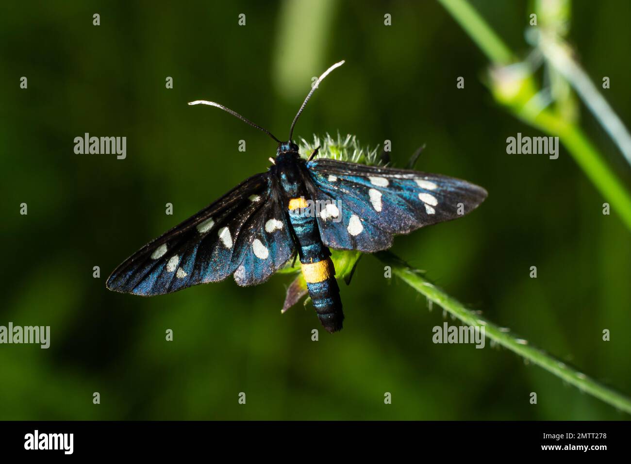 Close up of a nine spotted moth Amata phegea with spread wings Stock ...