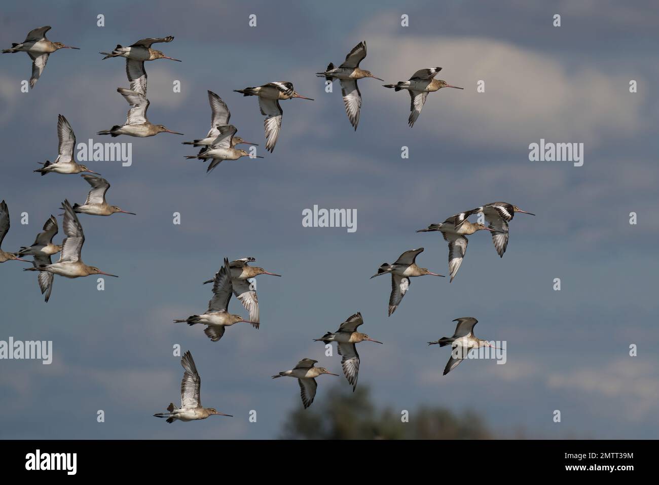 An aerial view of flock of Black-Tailed Godwit Stock Photo - Alamy