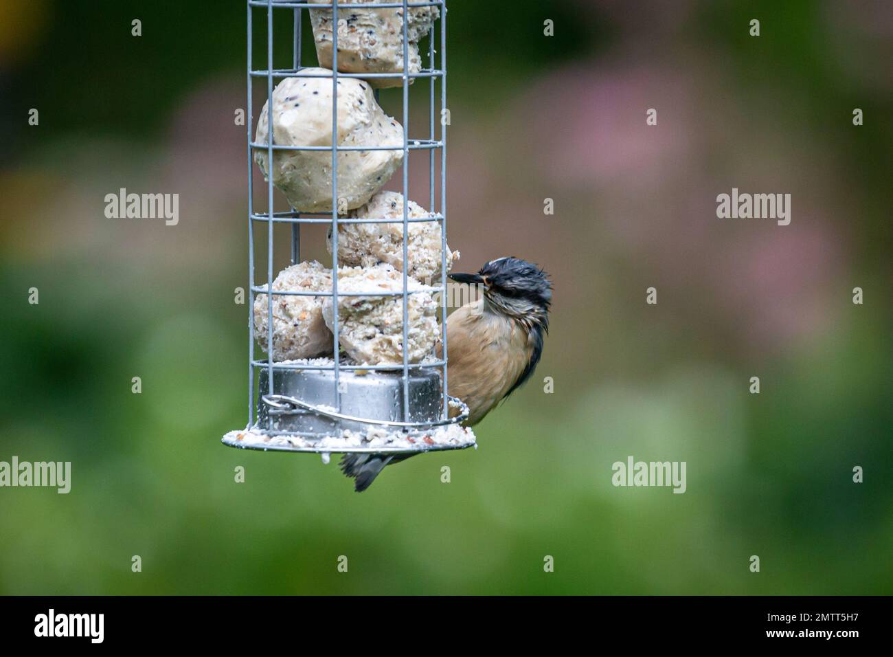 A nuthatch feeding from a bird feeder during a rain shower Stock Photo ...