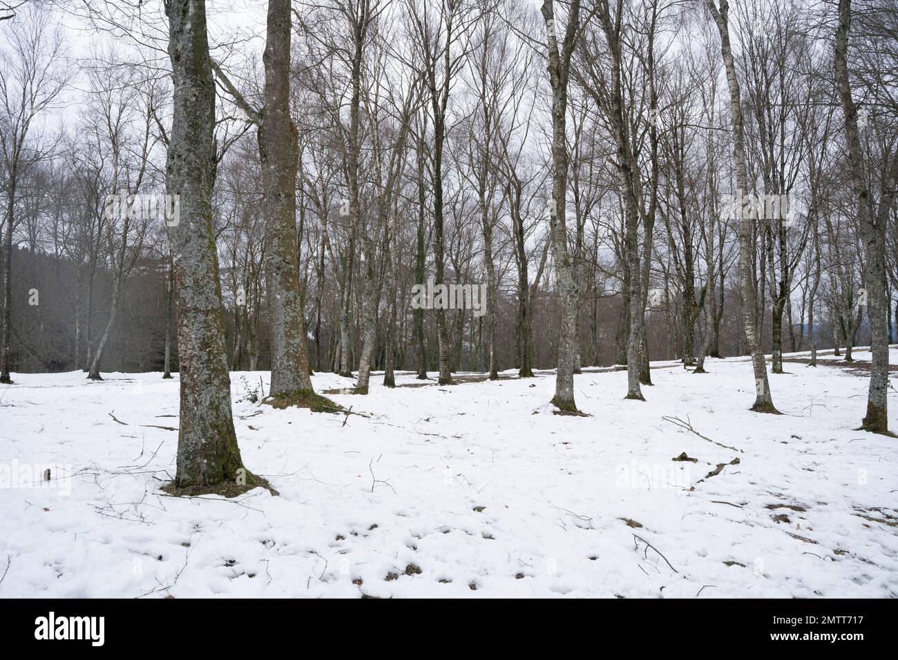 landscape view of a forest covered ins snow in winter in Urkiola ...