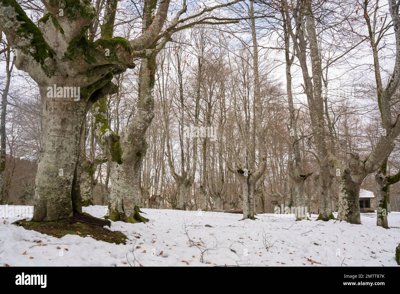landscape view of a forest covered ins snow in winter in Urkiola ...