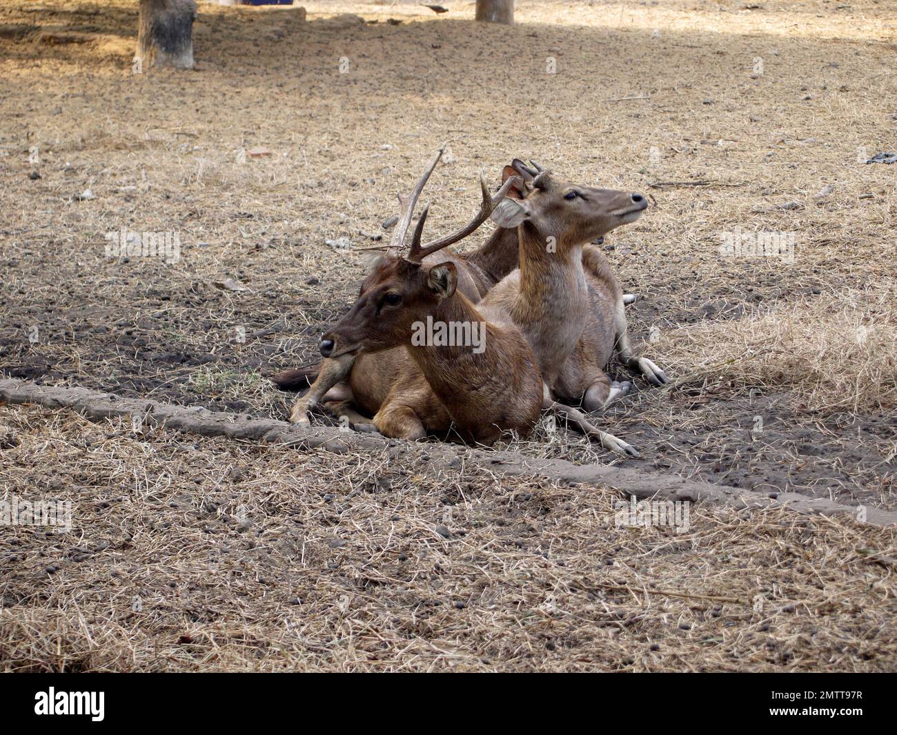 portrait of some deer relaxing Stock Photo - Alamy