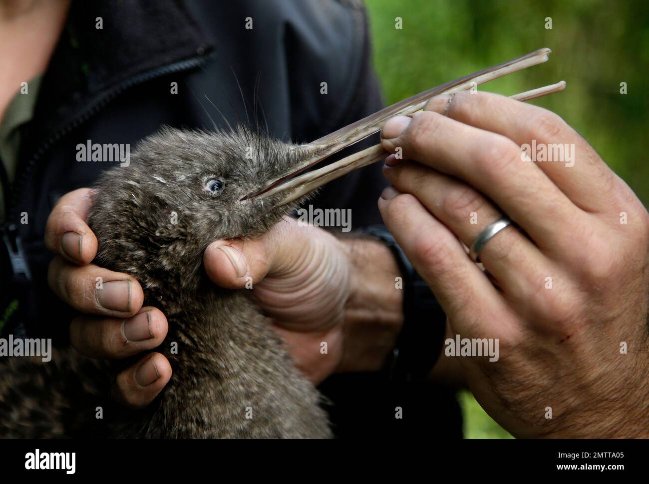 In this Thursday, May 4, 2017 photo, Willowbank Wildlife Reserve native ...