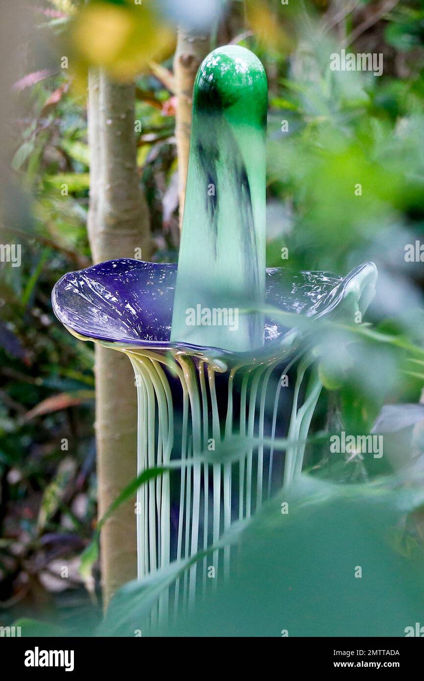 A glass artwork representation of a corpse plant by Jason Gamrath, left ...