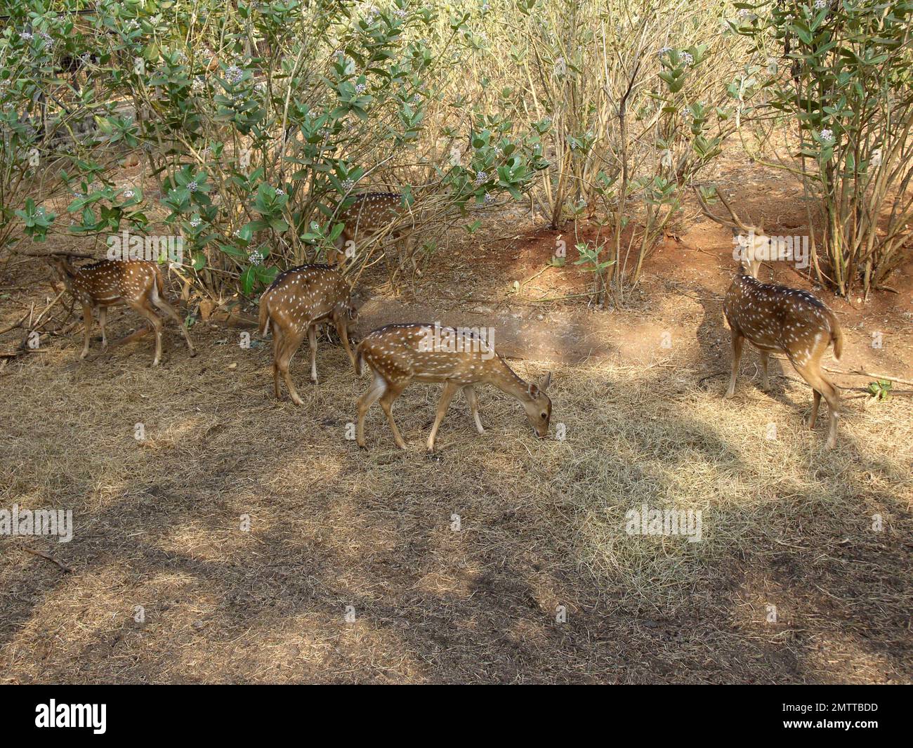The spotted deer (Axis axis) is a deer that generally inhabits the ...