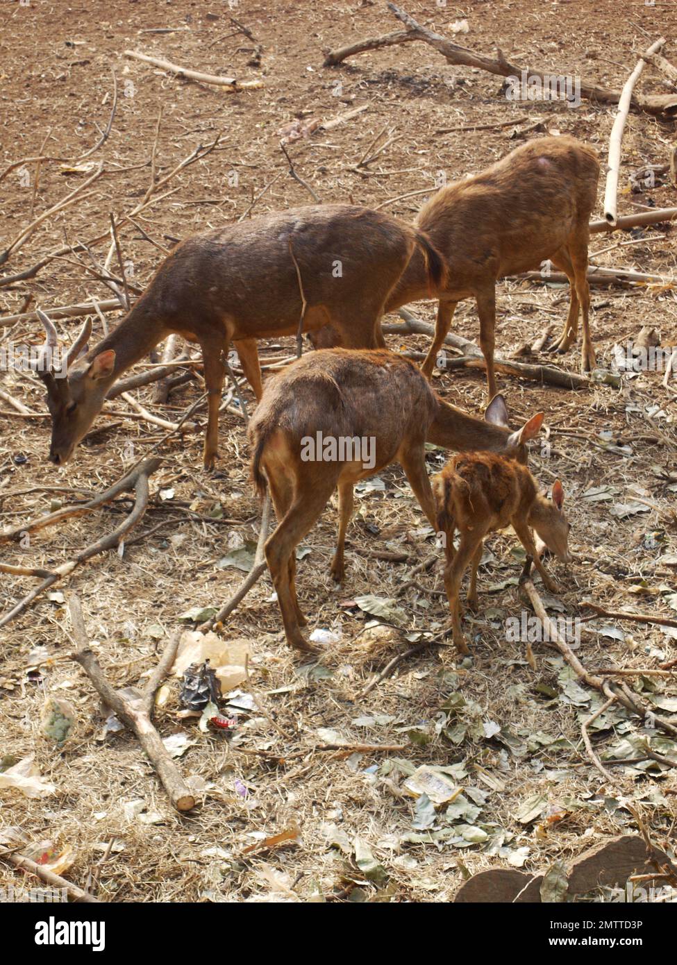 portrait of some deer eating grass Stock Photo - Alamy