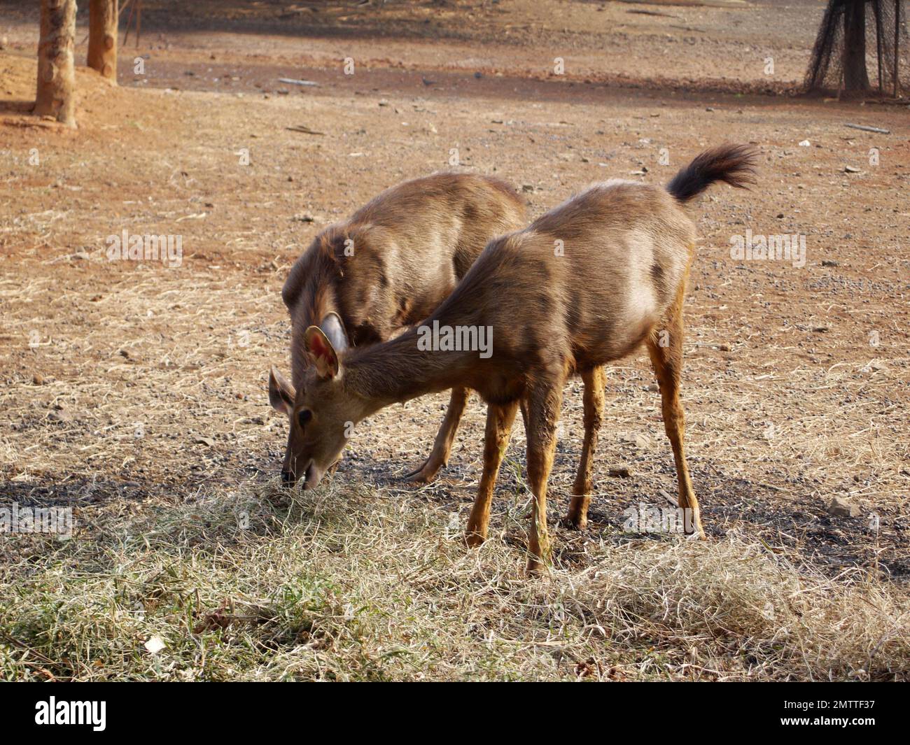 portrait of some deer eating grass Stock Photo - Alamy