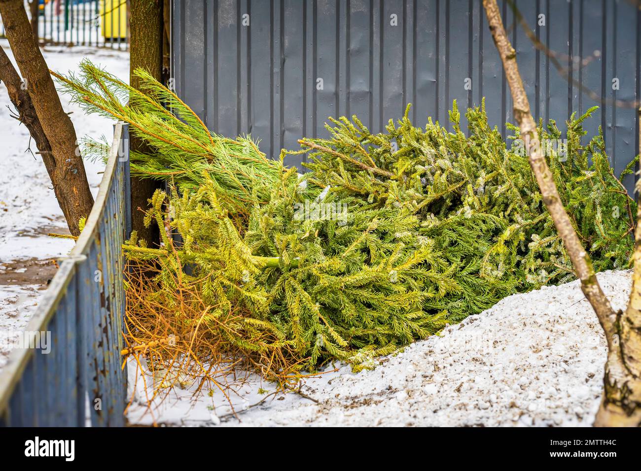 Used christmas trees thrown away next to trash container, garbage can ...