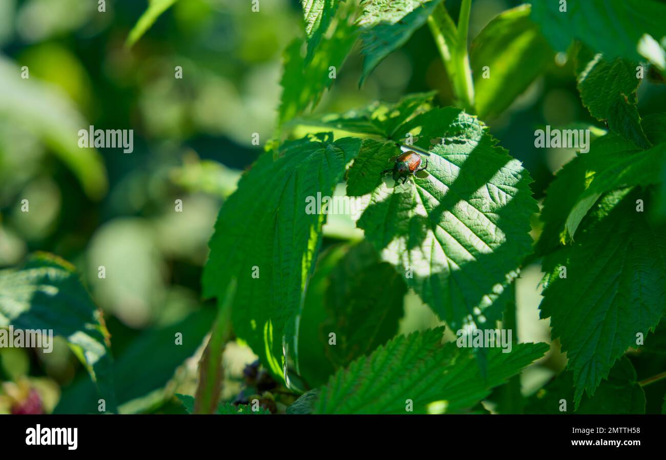 A closeup of a Spotless ladybird, bug captured on a green plant leaf ...