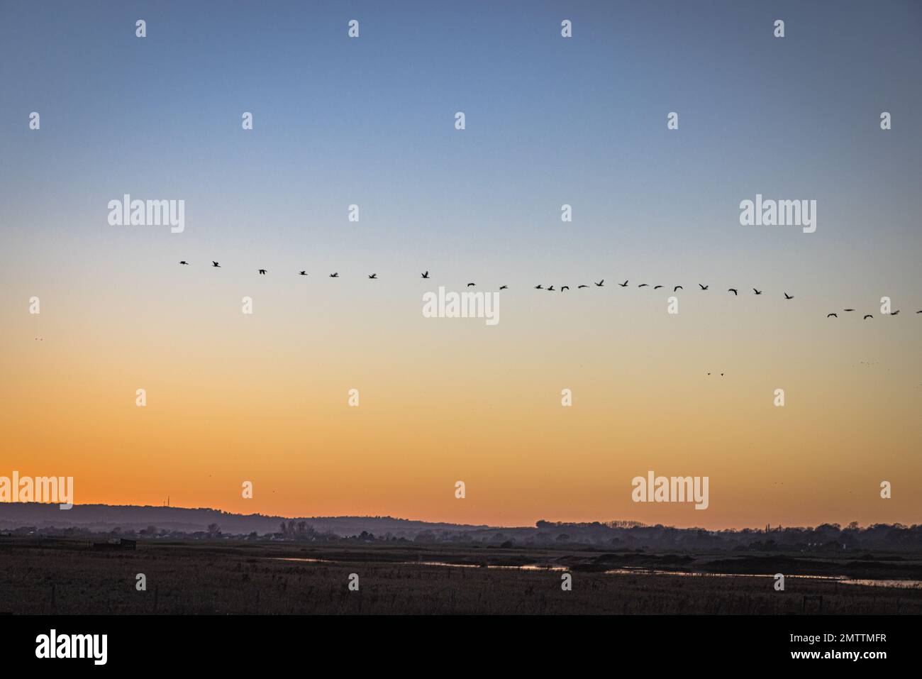 Birds in flight at sunset over Rye Harbour Nature Reserve, East Sussex ...