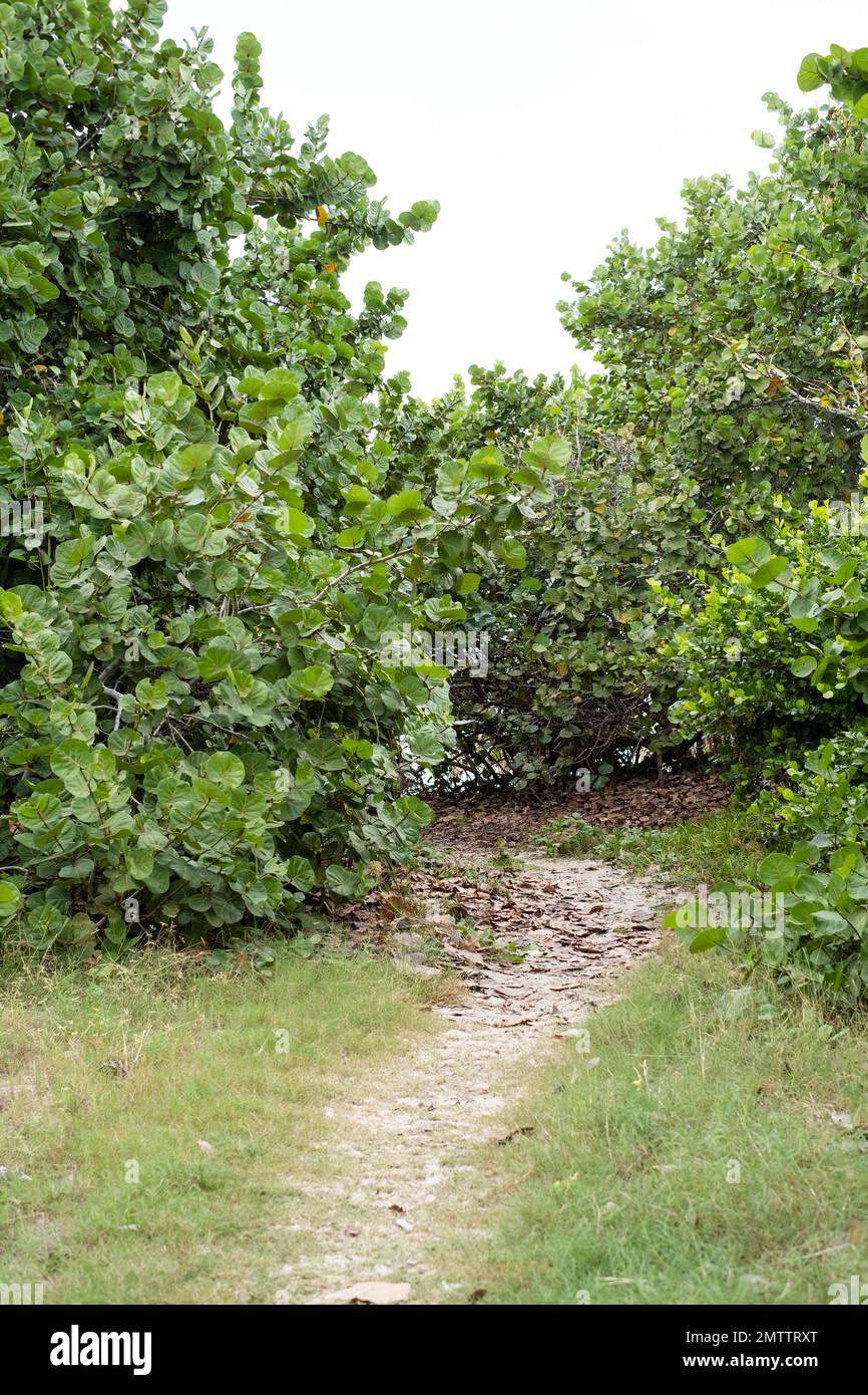 Sandy path through bushes to Varadero Beach, Varadero, Cuba Stock Photo ...