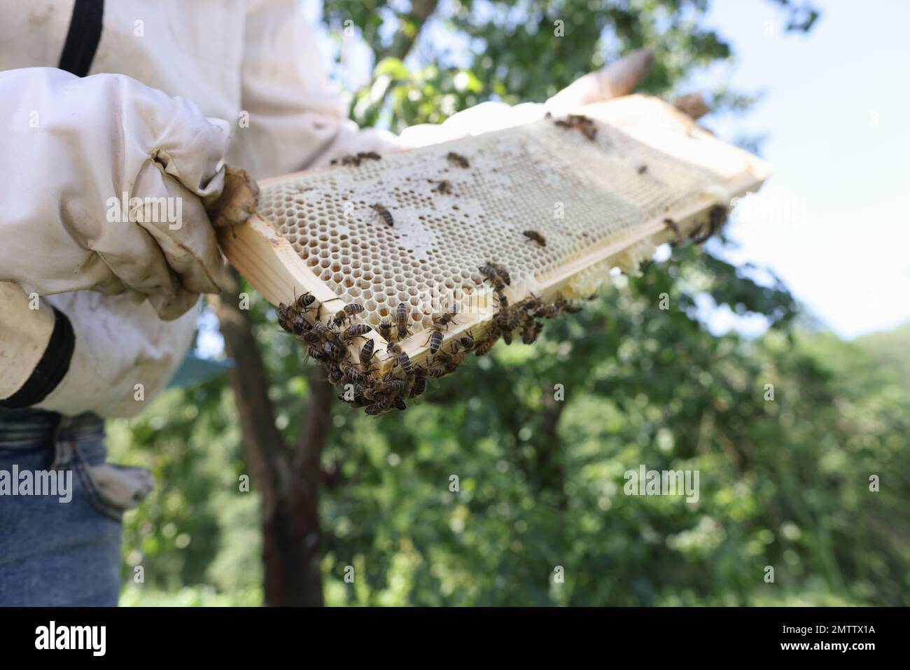 The beekeeper holds a honeycomb with bees and honey Stock Photo - Alamy