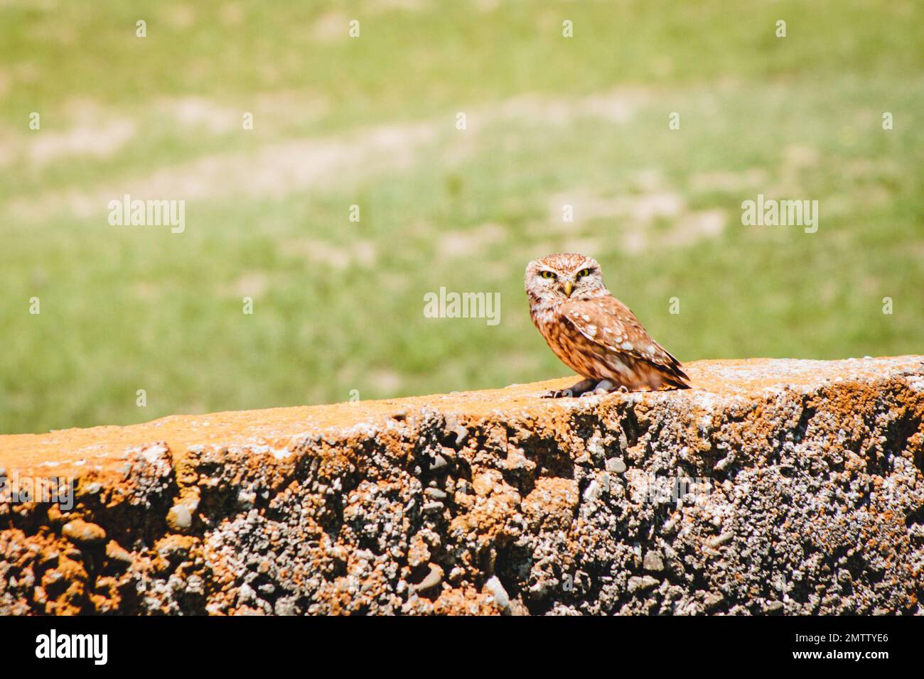 Male owl sit on cement block isolated in green spring nature.Caucasus ...