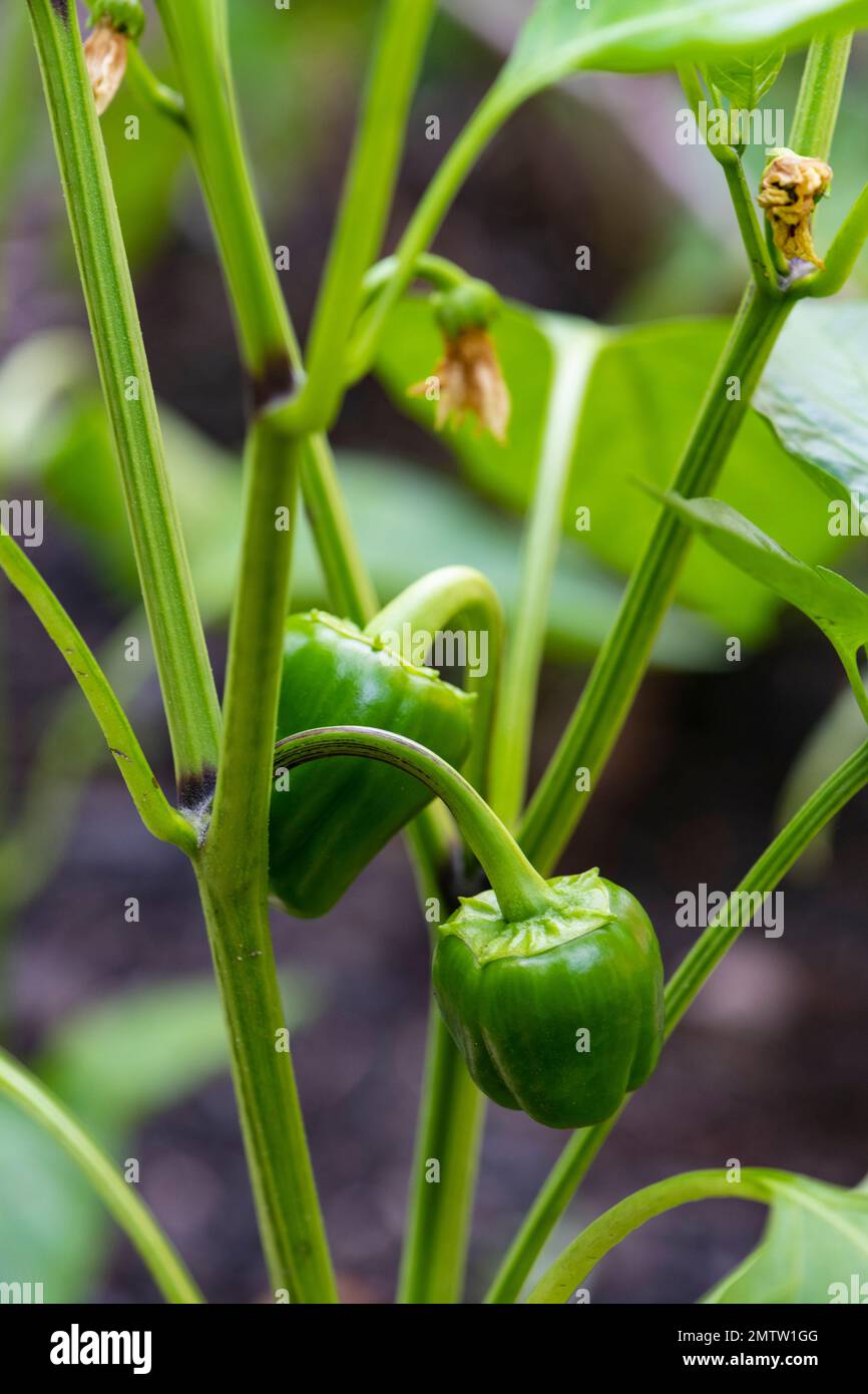 Backyard vegetable garden, growing fresh pure produce for the table ...
