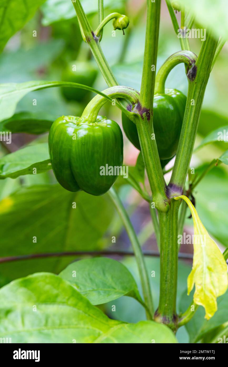 Backyard vegetable garden, growing fresh pure produce for the table ...