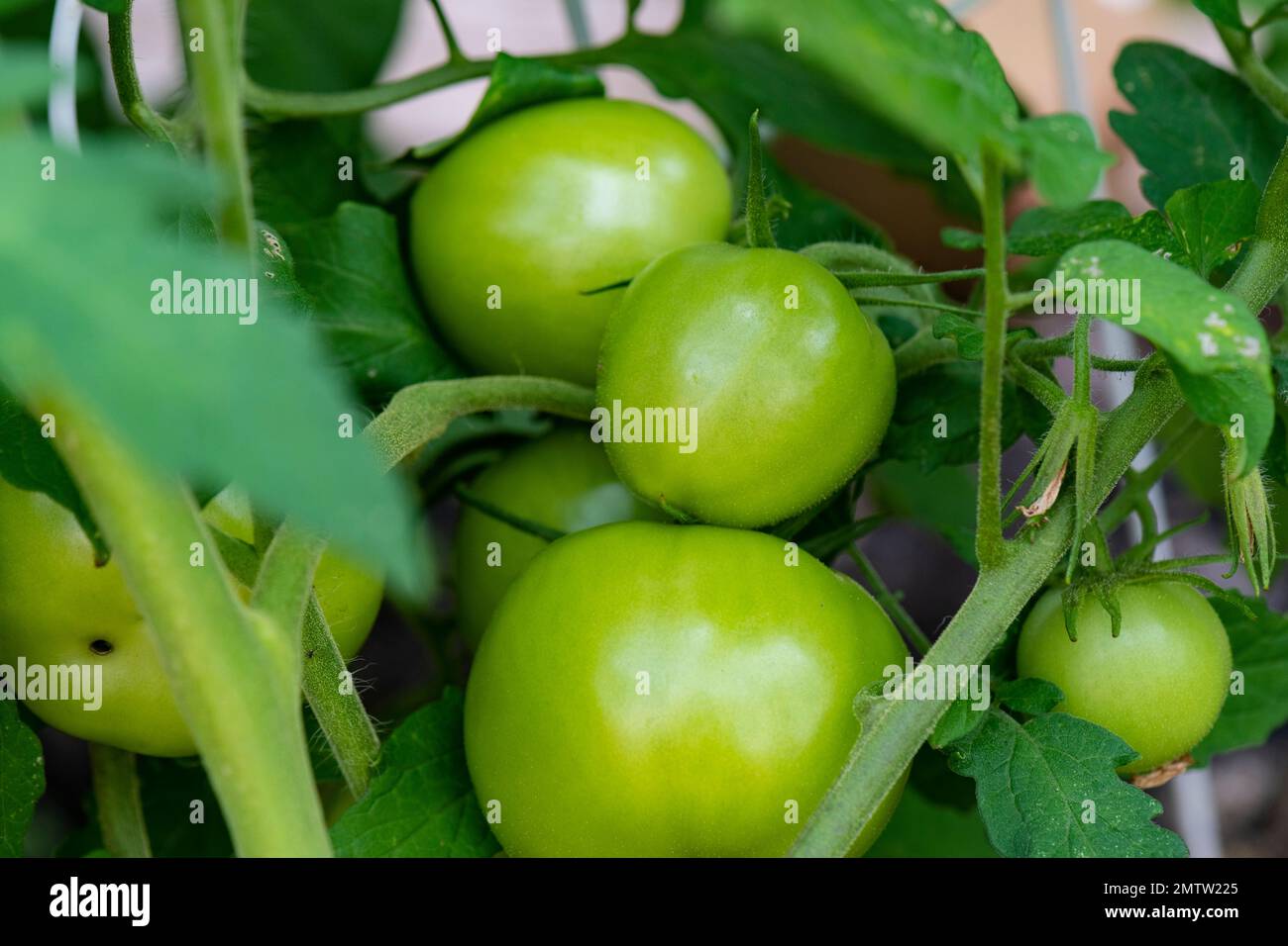 Backyard vegetable garden, growing fresh pure produce for the table ...