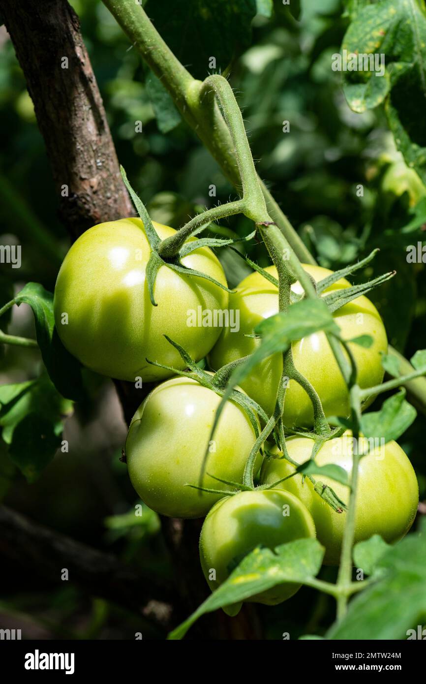 Backyard vegetable garden, growing fresh pure produce for the table ...