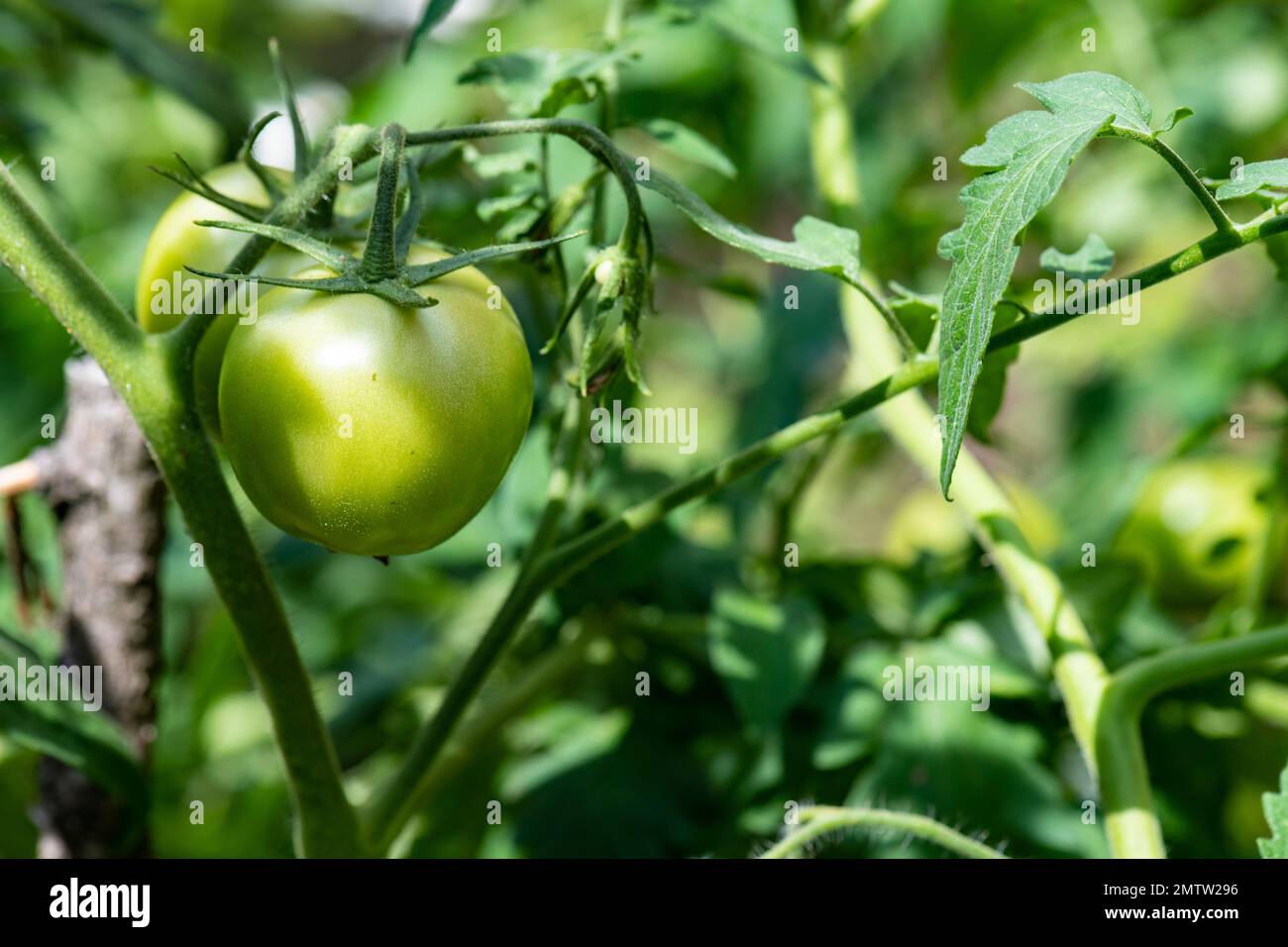 Backyard vegetable garden, growing fresh pure produce for the table ...