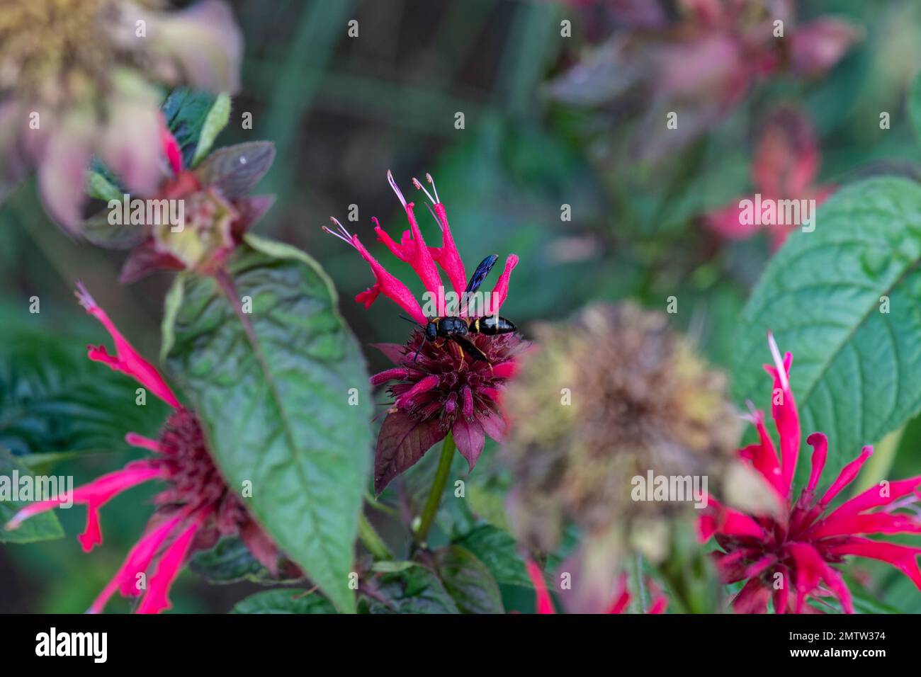 Monarda, genus, flowering, plant, Lamiaceae, bee, balm, with bumble bee ...