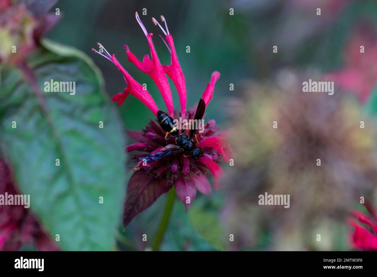 Monarda, genus, flowering, plant, Lamiaceae, bee, balm, with bumble bee ...