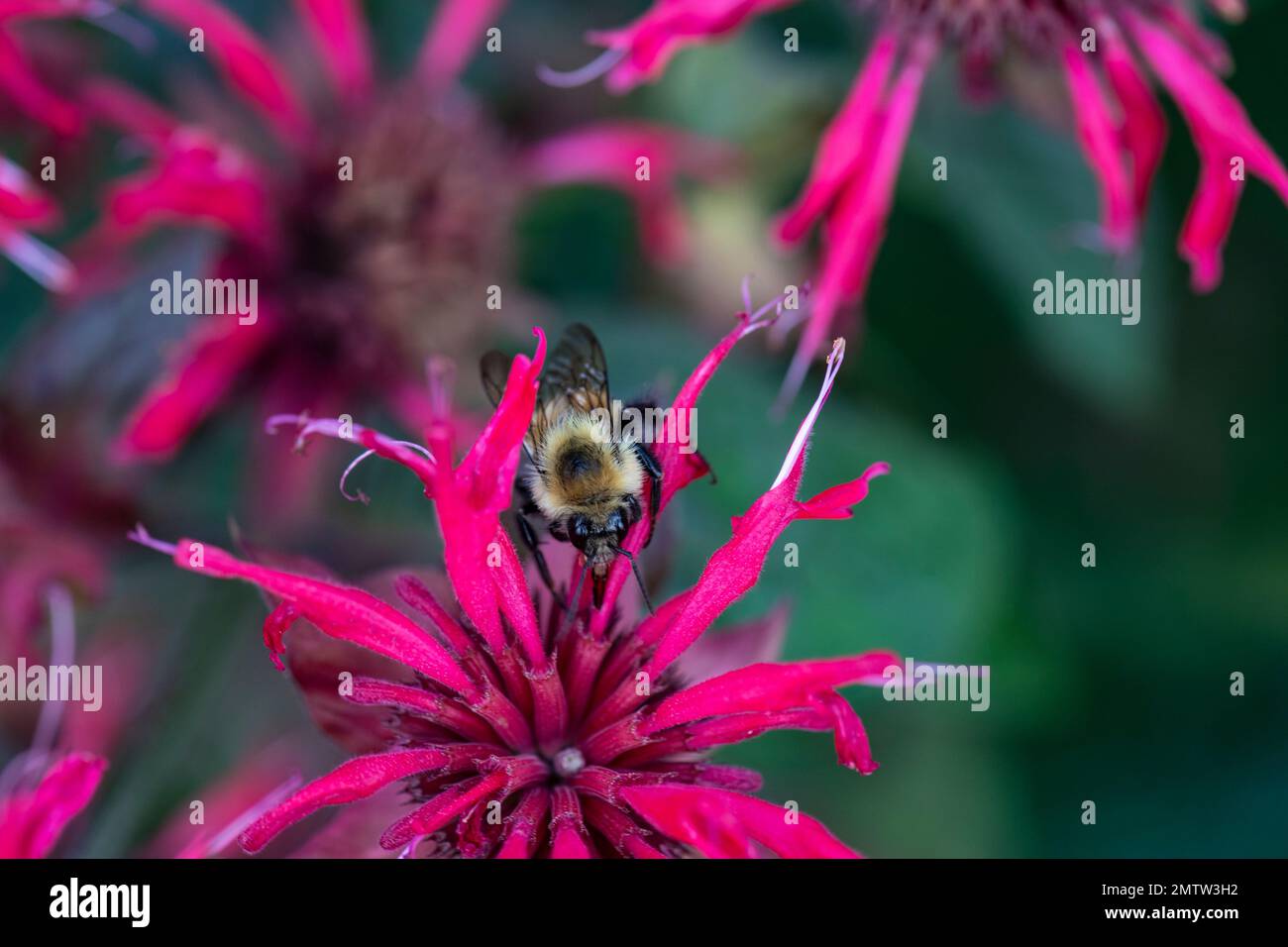 Monarda, genus, flowering, plant, Lamiaceae, bee, balm, with bumble bee ...