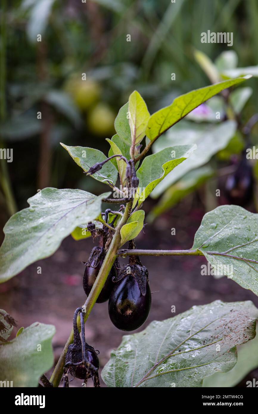 Backyard vegetable garden, growing fresh pure produce for the table ...