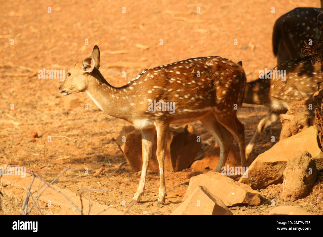 The spotted deer (Axis axis) is a deer that generally inhabits the ...