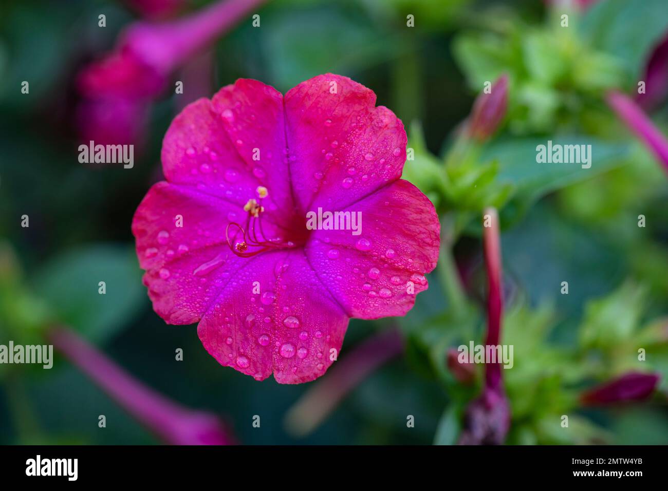 Red four oclock mirabilis hi-res stock photography and images - Alamy