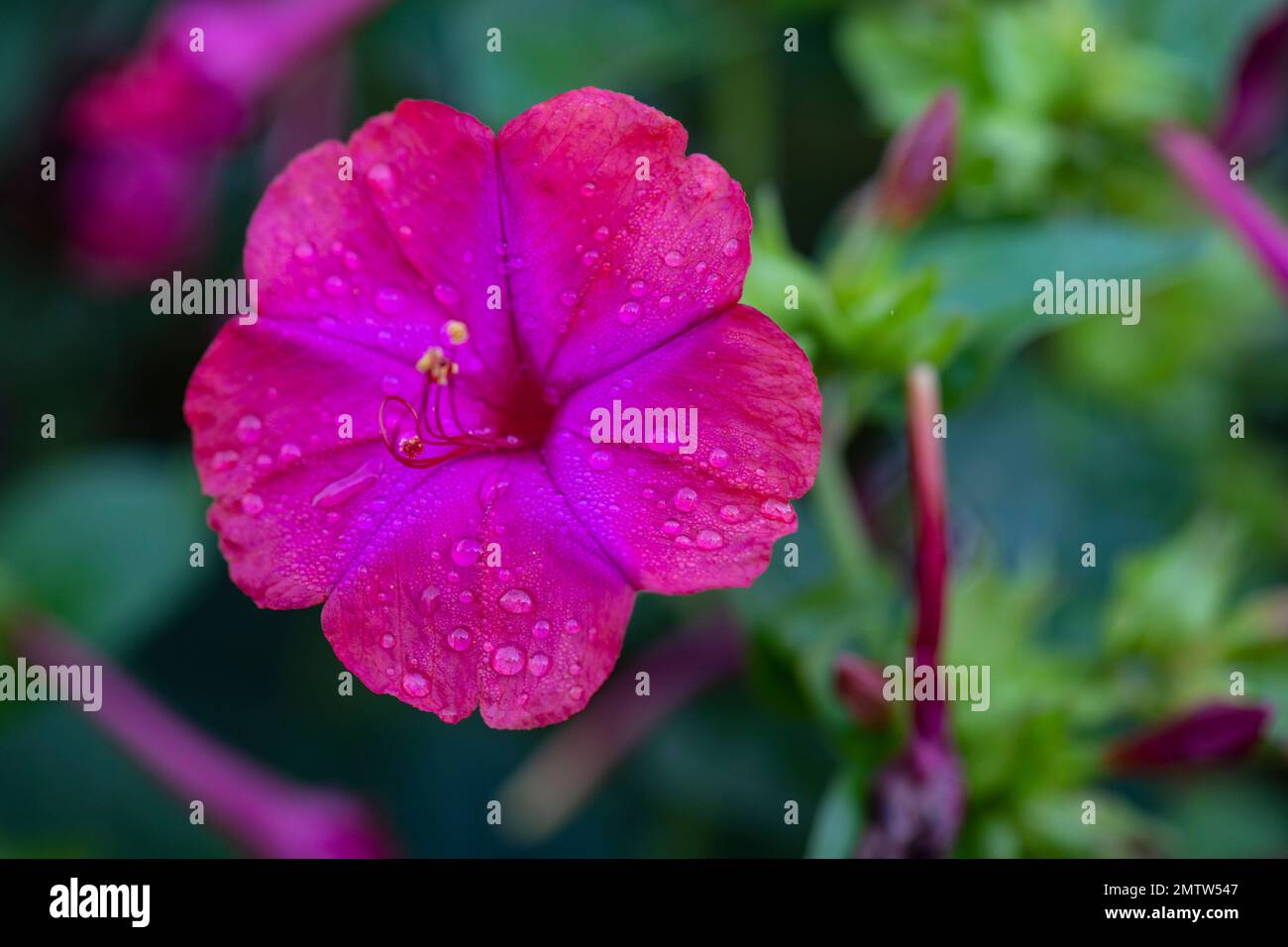 Red four oclock mirabilis hi-res stock photography and images - Alamy
