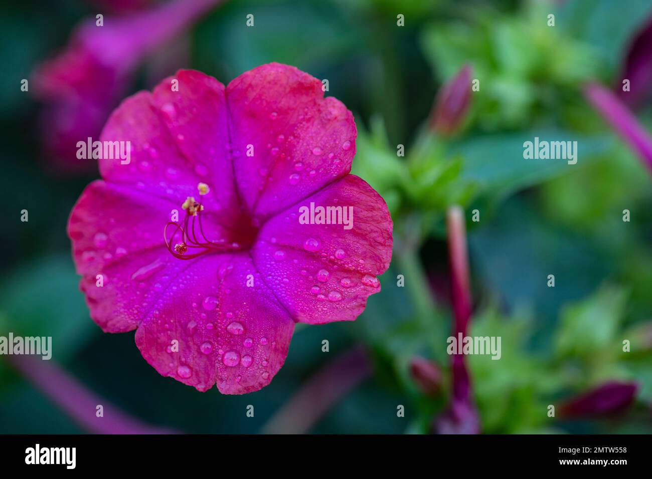 Red four oclock mirabilis hi-res stock photography and images - Alamy