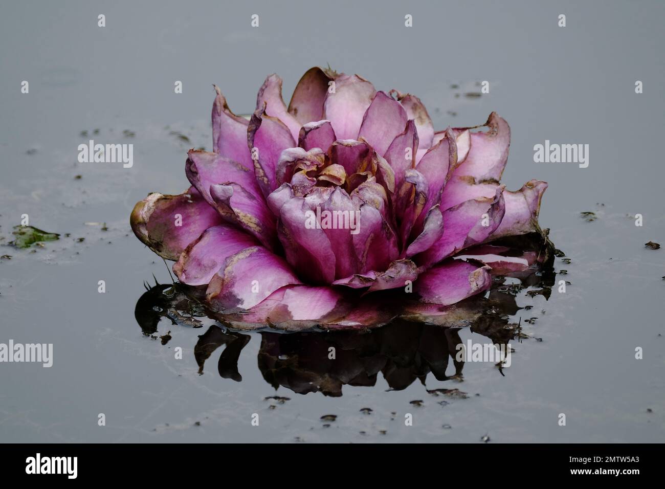 A closeup of a sacred lotus (Nelumbo nucifera) growing in a pond Stock ...