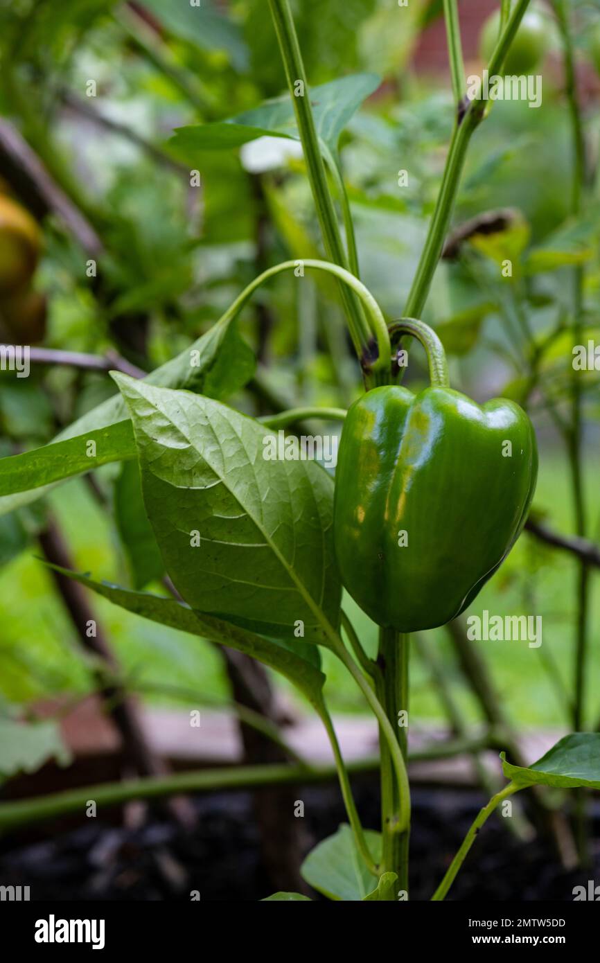 Backyard vegetable garden, growing fresh pure produce for the table ...